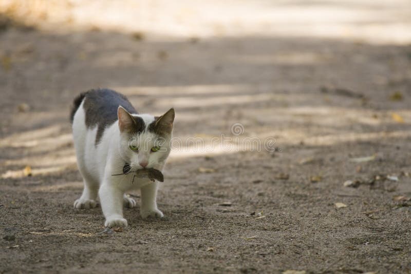 Katze und Maus stockbild. Bild von abteilung, pelz, nagetier - 11073981
