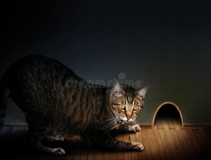 Katze und Maus stockbild. Bild von loch, schwebe, wand - 34172447