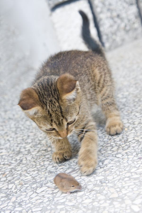 Katze und Maus stockbild. Bild von tier, katze, kätzchen - 6238719