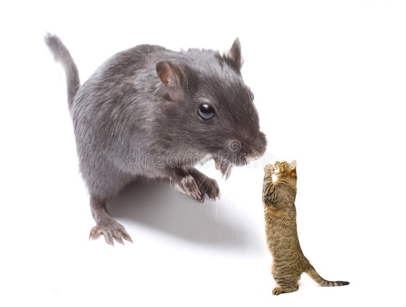 Katze und Maus stockfoto. Bild von interessiert, katze - 7393148