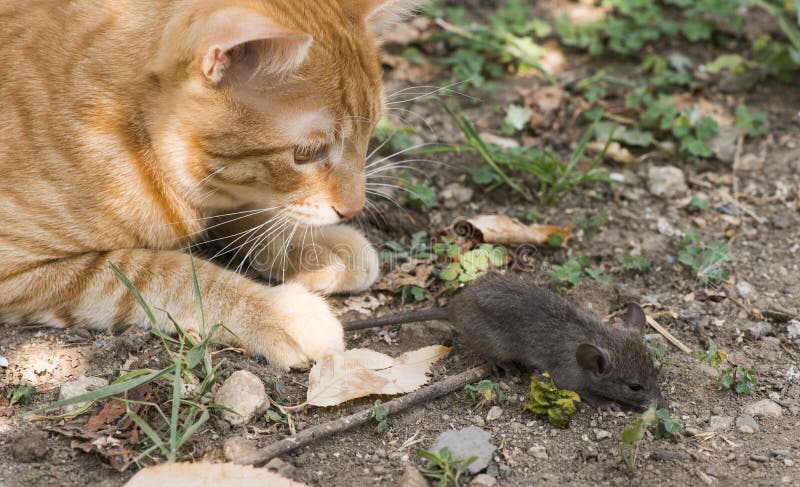 Katze und Maus im Garten stockbild. Bild von katzen, jerry - 34289465