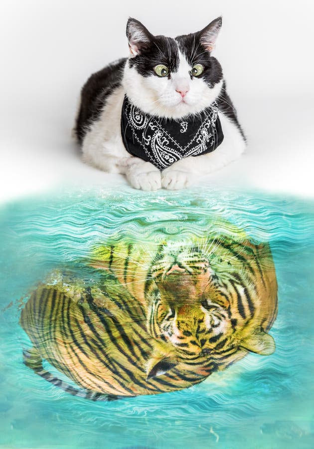 Katze und Tiger stockbild. Bild von traum, tier, katzenartig - 73277773