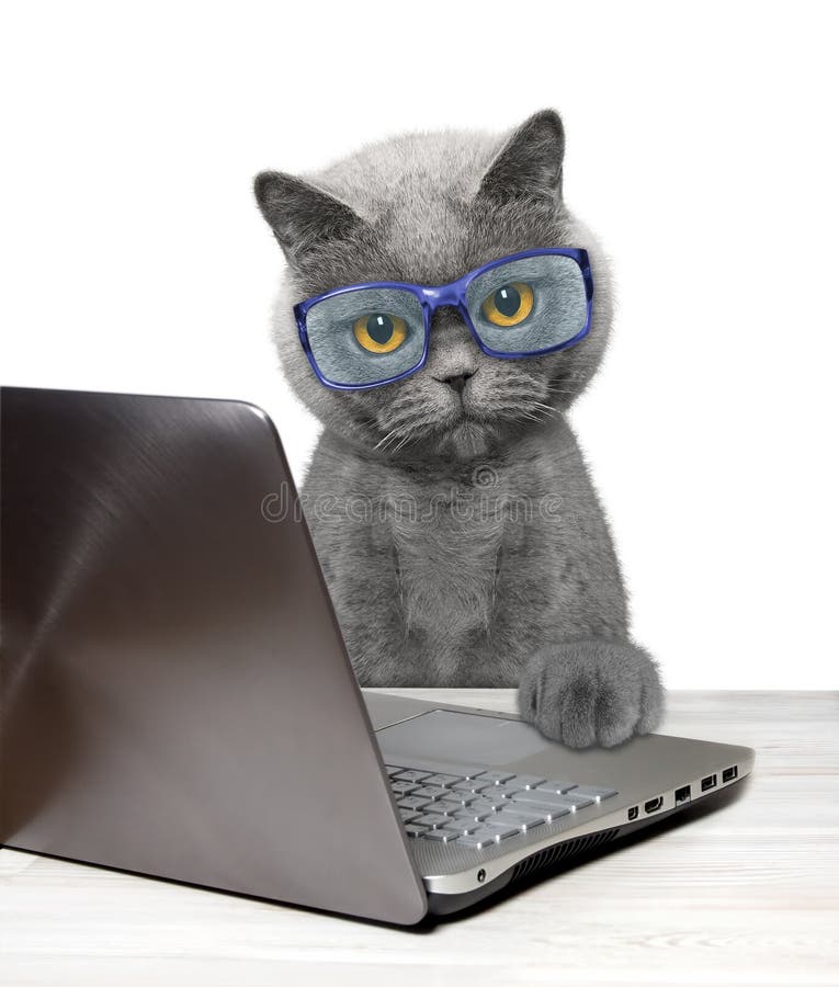 Katze Unter Verwendung Des Laptops Oder Des Notizbuches Stockbild ...