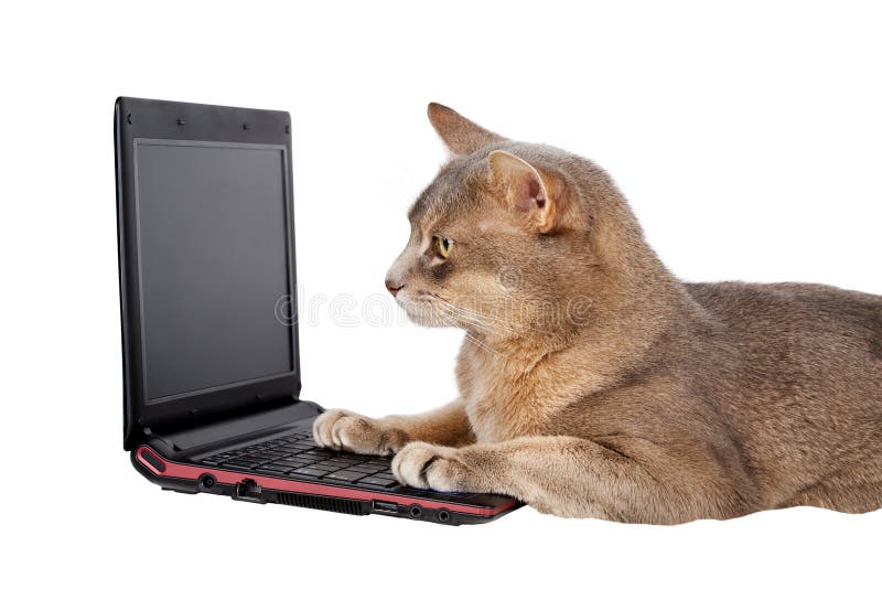 Eine Katze Mit Einem Laptop Stockfoto - Bild von sicherheit ...
