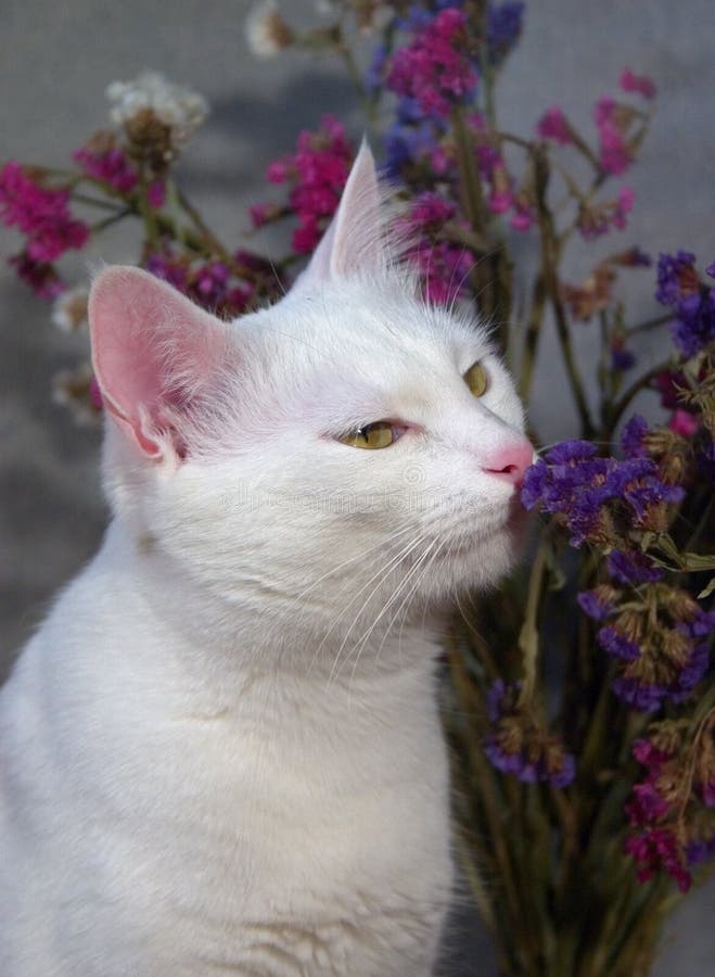 Katze in den Blumen stockfoto. Bild von nave, garten - 48497624