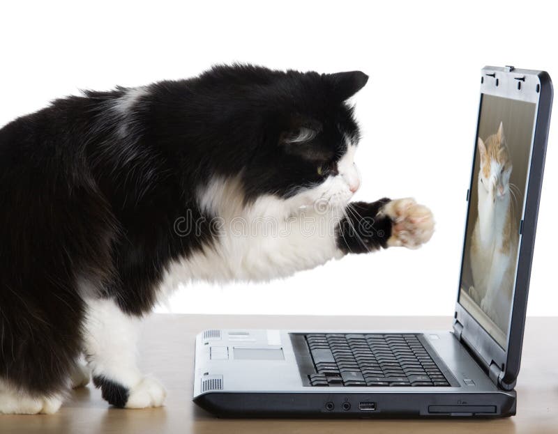 Die Katze Zieht Eine Pfote Zum Laptop Stockfoto - Bild von computer ...