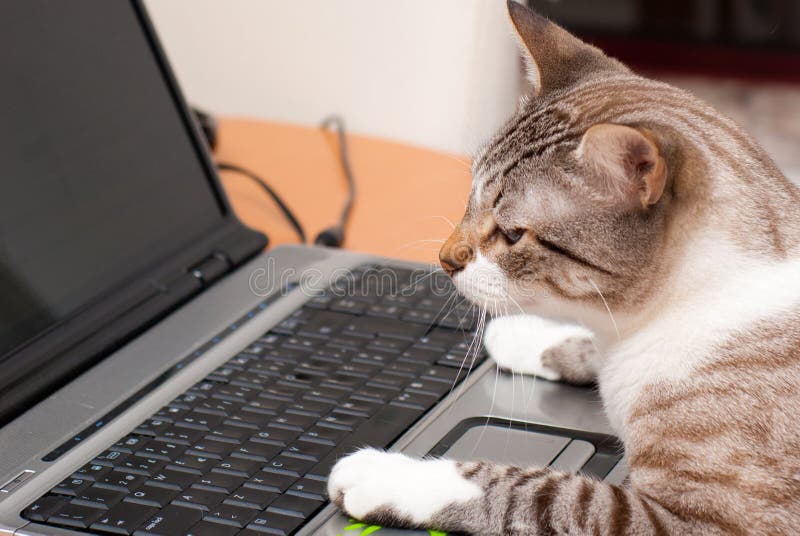 Katze mit Tastatur stockbild. Bild von miezekatze, tatze - 25810877