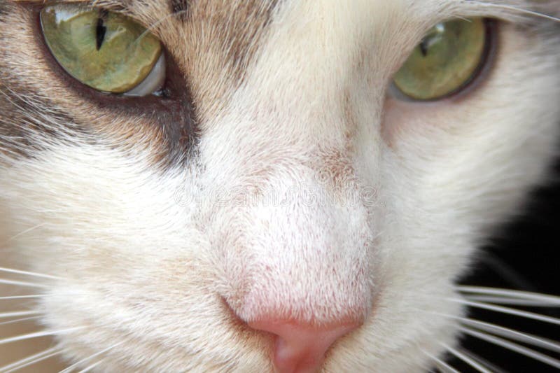 Katzenaugen stockfoto. Bild von auge, haustier, haustiere - 11911472