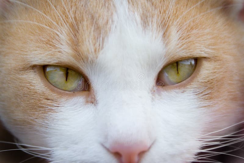 Katzenaugen stockfoto. Bild von stiel, pupillen, katze - 1550314