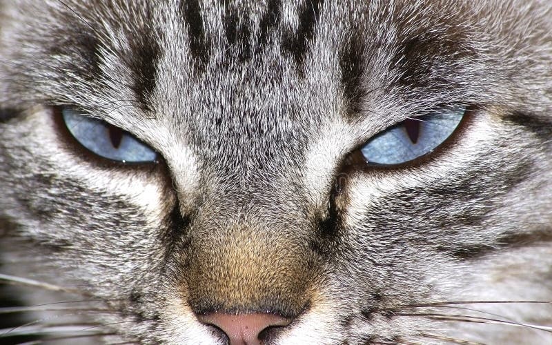 Katzenaugen stockbild. Bild von merkmale, inländisch, faszinieren - 3153307