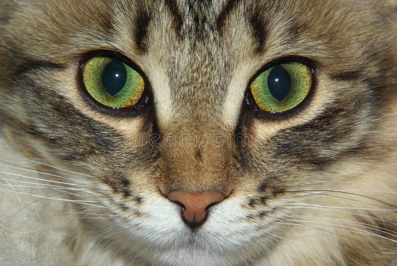 Katzenaugen stockbild. Bild von haustier, katze, kätzchen - 2440067