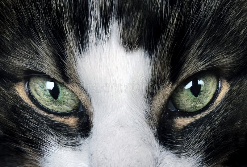 Katzenaugen Archivbilder - Abgabe des Download-1,158 geben Fotos frei