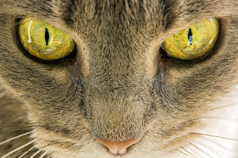 Katzenaugen Klein Viele, Die Vom Stein Schauen Stockfoto - Bild von ...