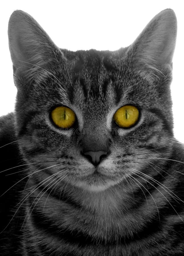 Katzenaugen stockbild. Bild von felix, haustiere, blick - 8239001