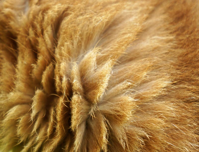 Katzenfell stockfoto. Bild von muster, material, fuchs - 32060694