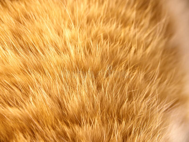 Katzenfell (10) stockfoto. Bild von nahaufnahme, effekt - 35088562