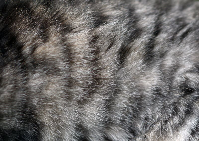 Katzenfellbeschaffenheit stockbild. Bild von leder, hintergrund - 35547949