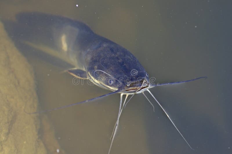 Wels stockbild. Bild von tiere, wasser, fische, chordate - 29735037