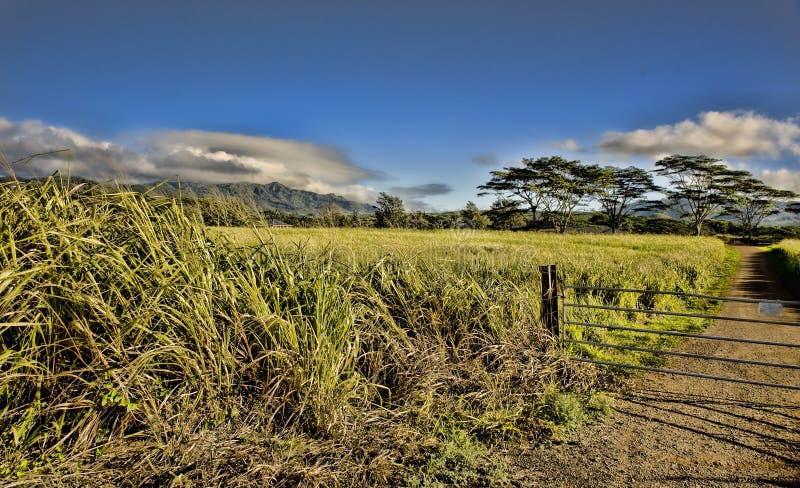 Kauai, Hawaii. stock photo. Image of travel, polynesia - 37884504