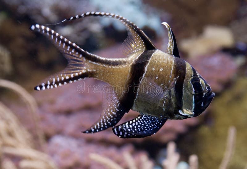 Cardinalfish De Banggai Com Fundo Do Recife De Corais Foto de Stock ...