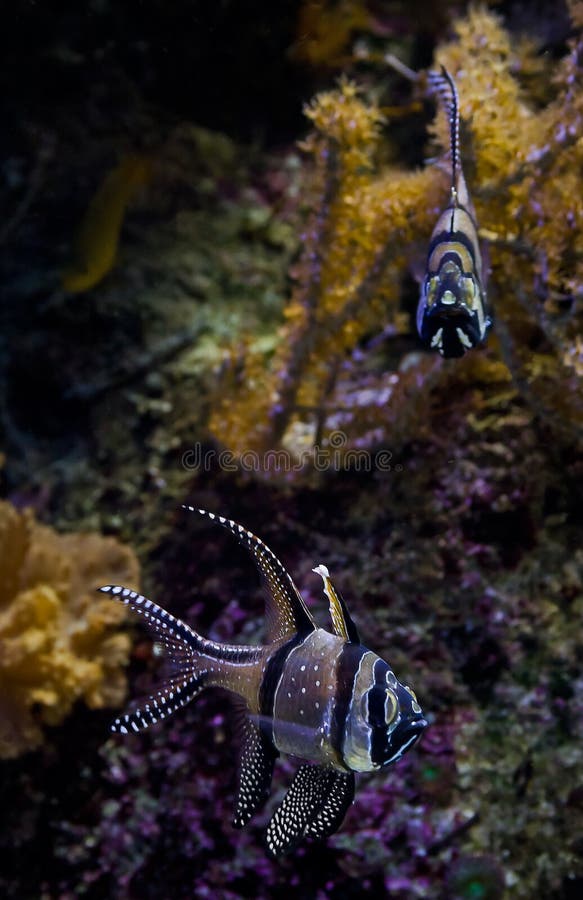 Poissons De Cardinal De Banggai Photo stock - Image du tropical, récif ...