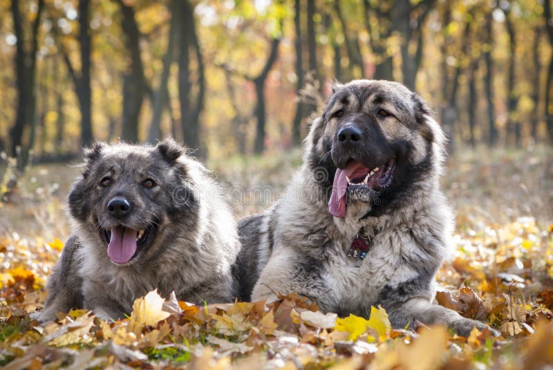 Kaukasischer Schäfer-Hundewelpe, Der Auf Dem Gras Steht Stockbild ...