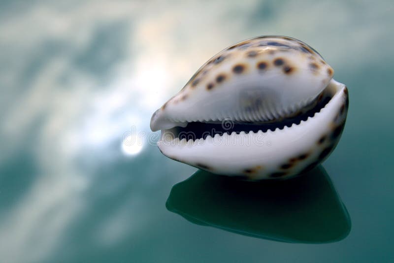 Kauri stock image. Image of nature, case, design, blue - 9553055