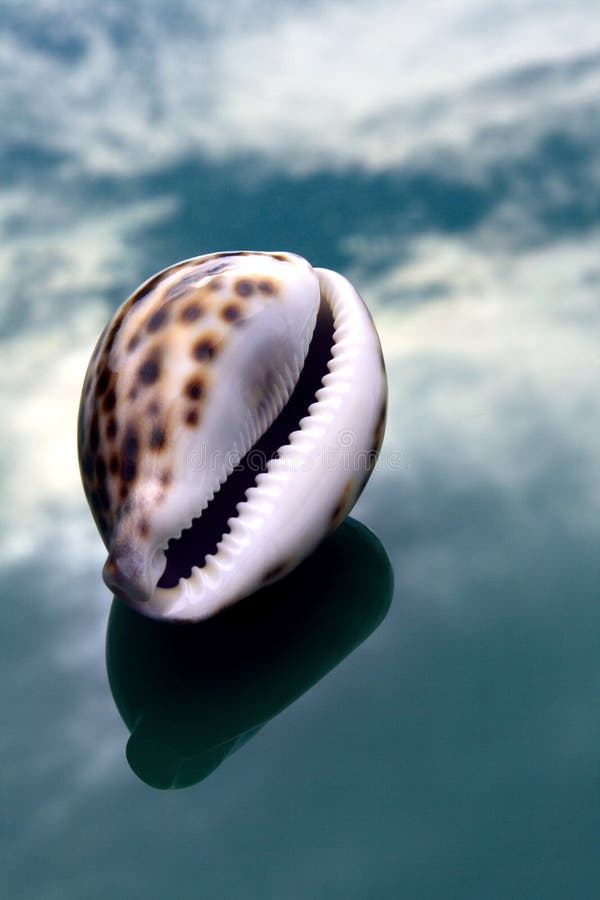 Kauri stock image. Image of reflexion, pane, shell, core - 9553085