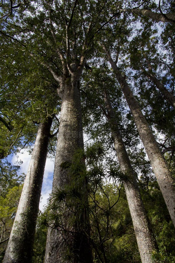 Kauri Forest stock photo. Image of green, zealand, trees - 38363028