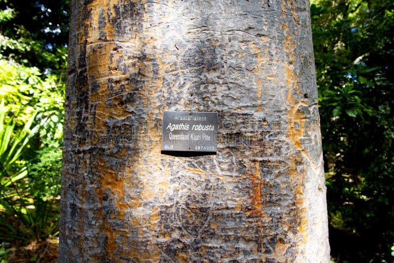 Kauri Pine Tree stock photo. Image of green, robusta - 272412470