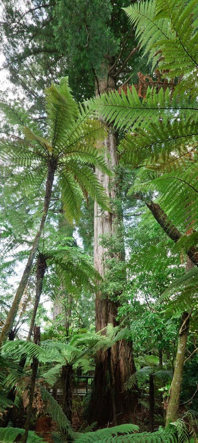 Kauri Tree stock photo. Image of maori, clump, zealand - 1787794