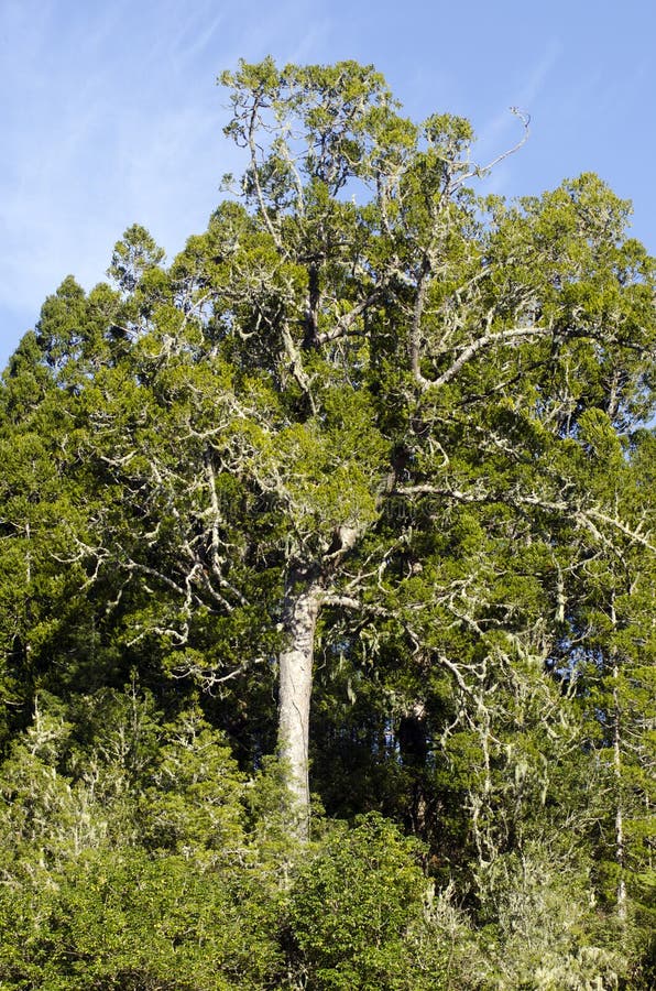 Tane Mahuta - Large Kauri Tree Stock Photo - Image of zealand, massive ... Tane Mahuta - Large Kauri Tree Stock Photo - Image of zealand, massive ...