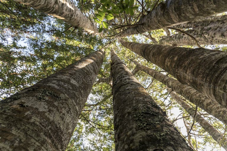 Kauri Tree Grove stock image. Image of rainforest, stand - 98328363