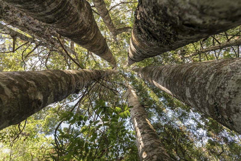 Kauri Tree Grove stock photo. Image of rainforest, kauri - 98328324