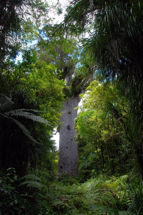 Big kauri tree stock photo. Image of forest, mahuta, trunk - 14903776