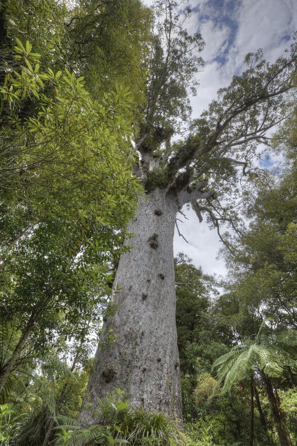 Kauri Tree from Root Till Canopy Stock Photo - Image of giant ...
