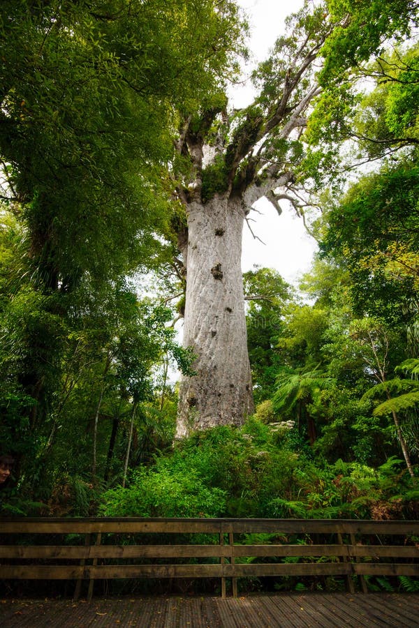 Kauri-Baum stockfoto. Bild von baum, zweig, fällig, australis - 1787794