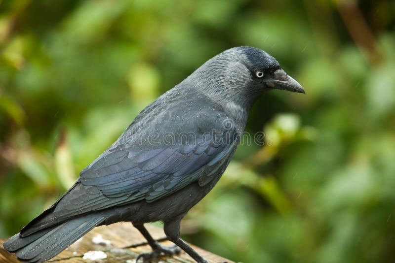 Kauw stock foto. Image of kraai, jong, vogel, achtergrond - 36141988