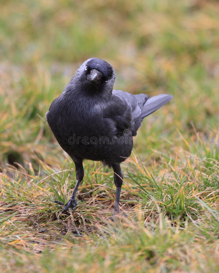 De vogel van de kauw stock afbeelding. Image of zwart - 20888037
