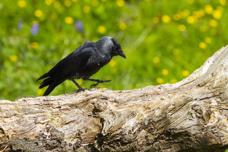Kauw, Corvus-monedula stock foto. Image of korvus, zwart - 149292264