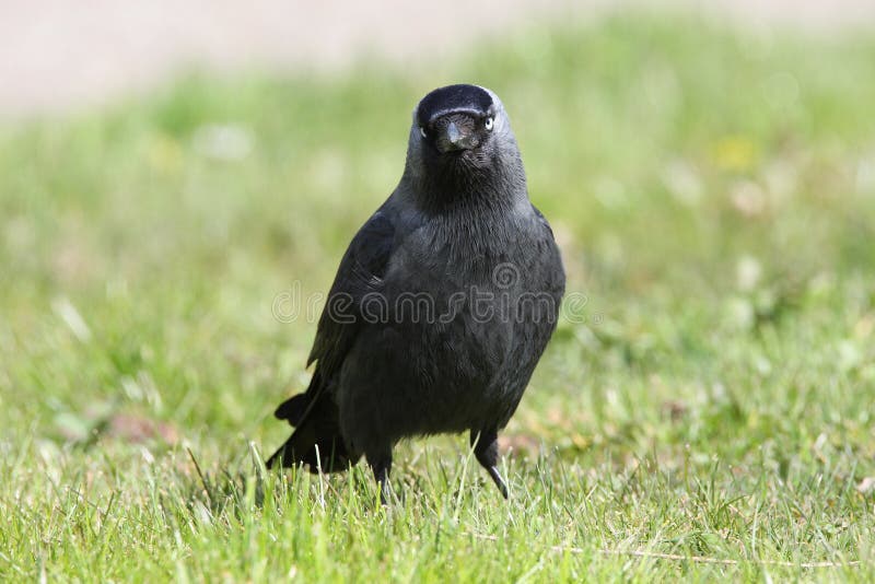 Kauw, Western Jackdaw, Corvus Monedula Stock Photo - Image of ...