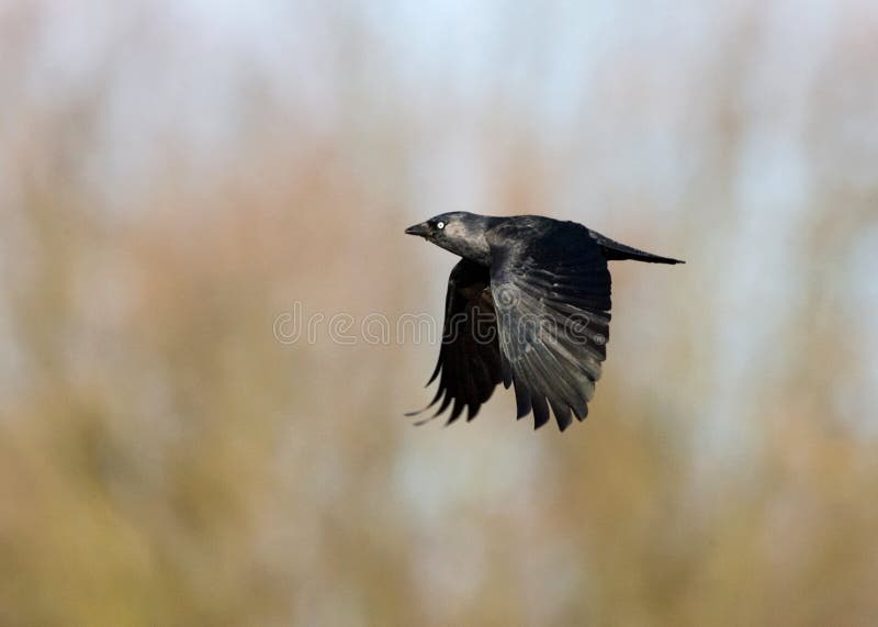 Kauw, Western Jackdaw, Corvus Monedula Stock Photo - Image of ...