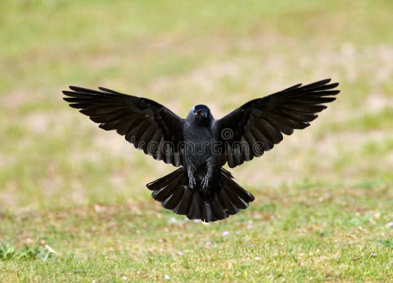 Kauw, Western Jackdaw, Corvus Monedula Stock Photo - Image of ...