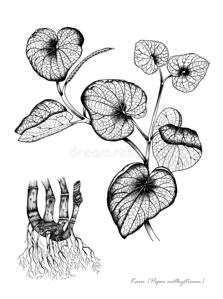 Kava Kava Stock Illustrations – 292 Kava Kava Stock Illustrations ...