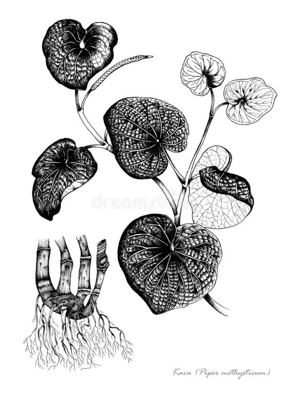 Kava Plant Stock Illustrations – 104 Kava Plant Stock Illustrations ...