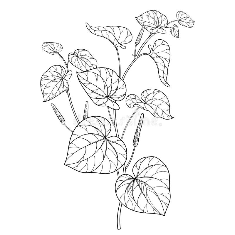 Stem of Outline Kava Kava (Piper Methysticum) Bunch with Leaves in ...