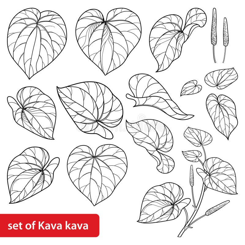 Set of Outline Kava Kava (Piper Methysticum) Bunch and Leaves in Black ...