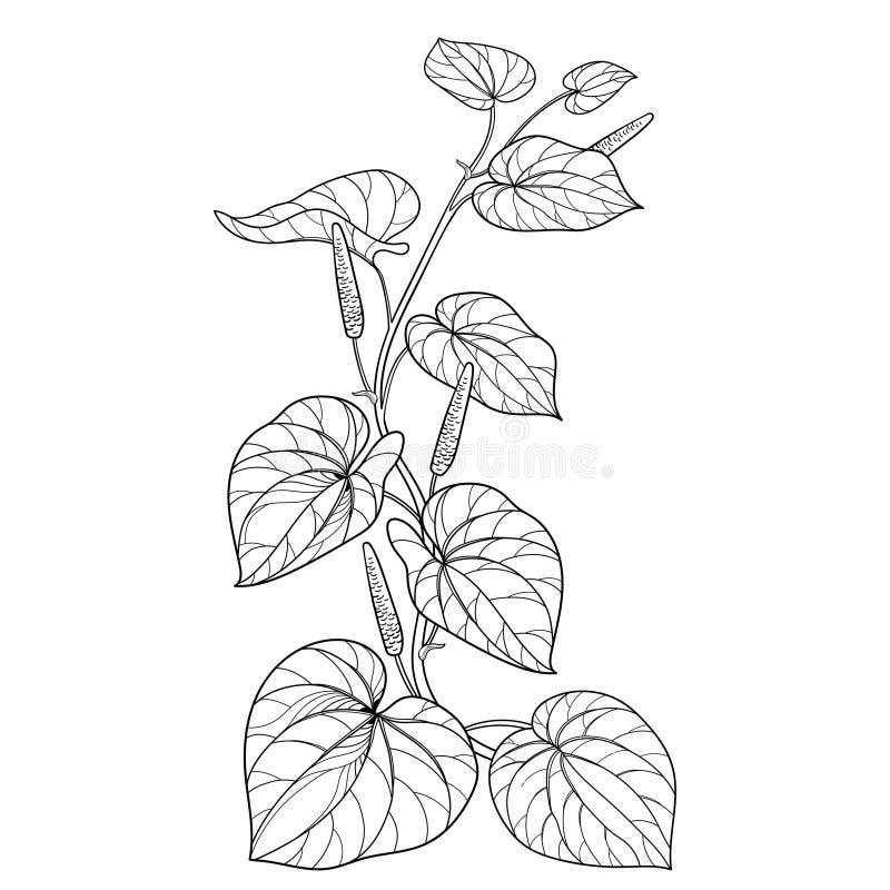 Stem of Outline Kava Kava (Piper Methysticum) Bunch with Leaves in ...