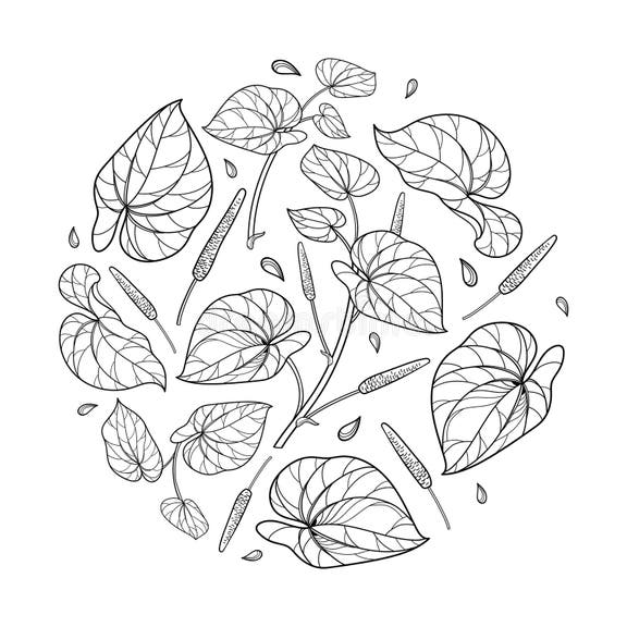 Round Bunch of Outline Kava Kava (Piper Methysticum) with Leaves in ...