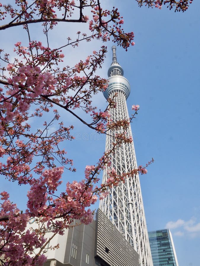 Tokyo SkyTree in Pink editorial stock image. Image of skytree - 140812959